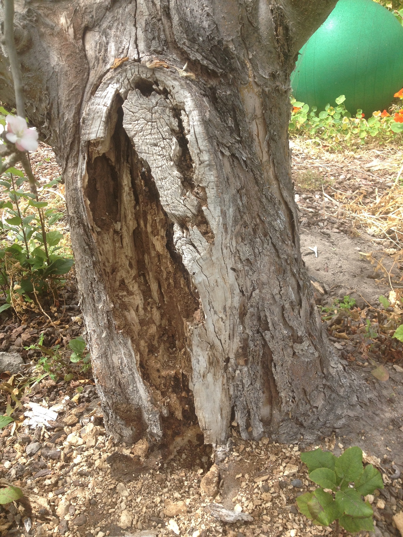 Prognosis for severely decaying apple tree trunk? - General Fruit ...