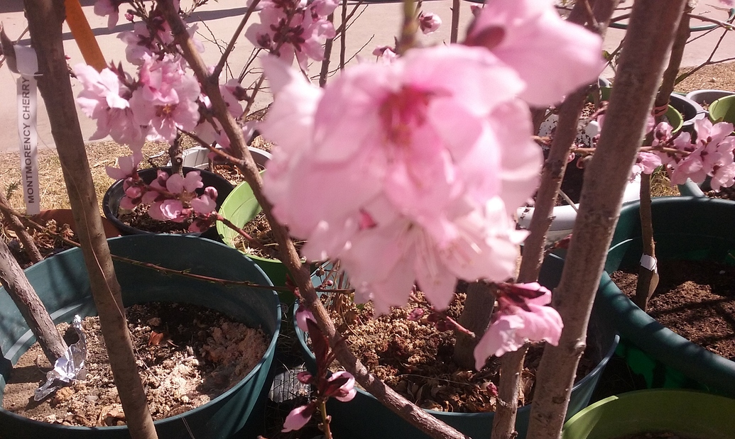 Spice Zee Nectaplum 2016 bloom - General Fruit Growing - Growing Fruit