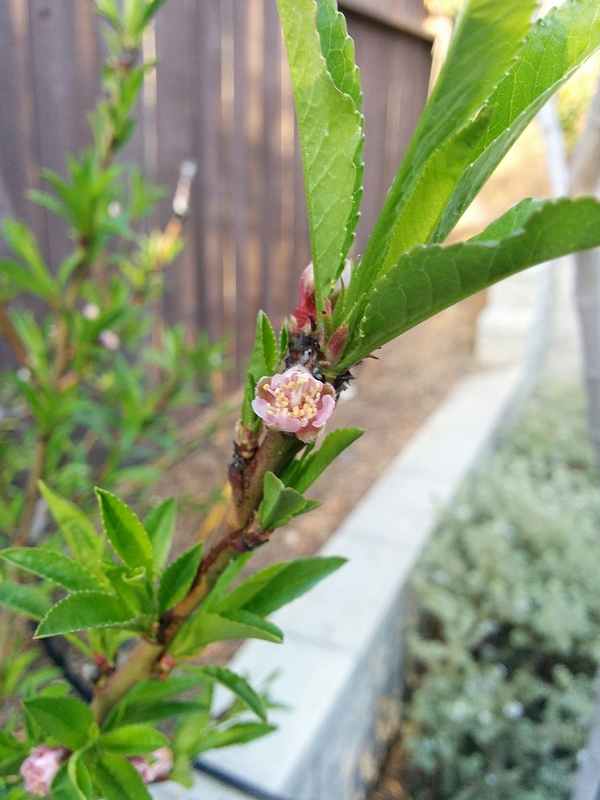 Will a peach tree seedling produces good fruit? - General Fruit Growing ...