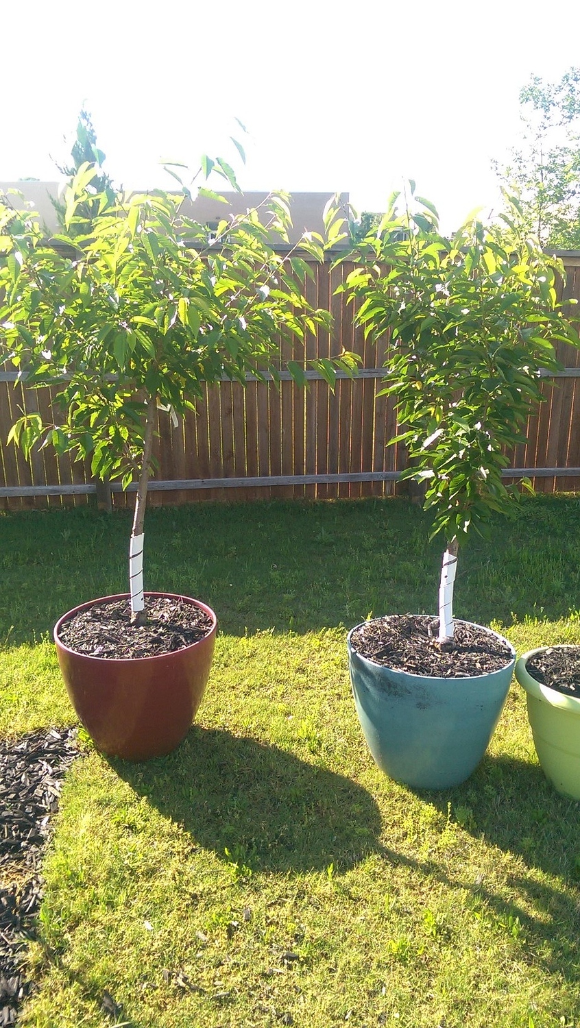 My 2 Royal Lee cherries - Pictures! - Growing Fruit