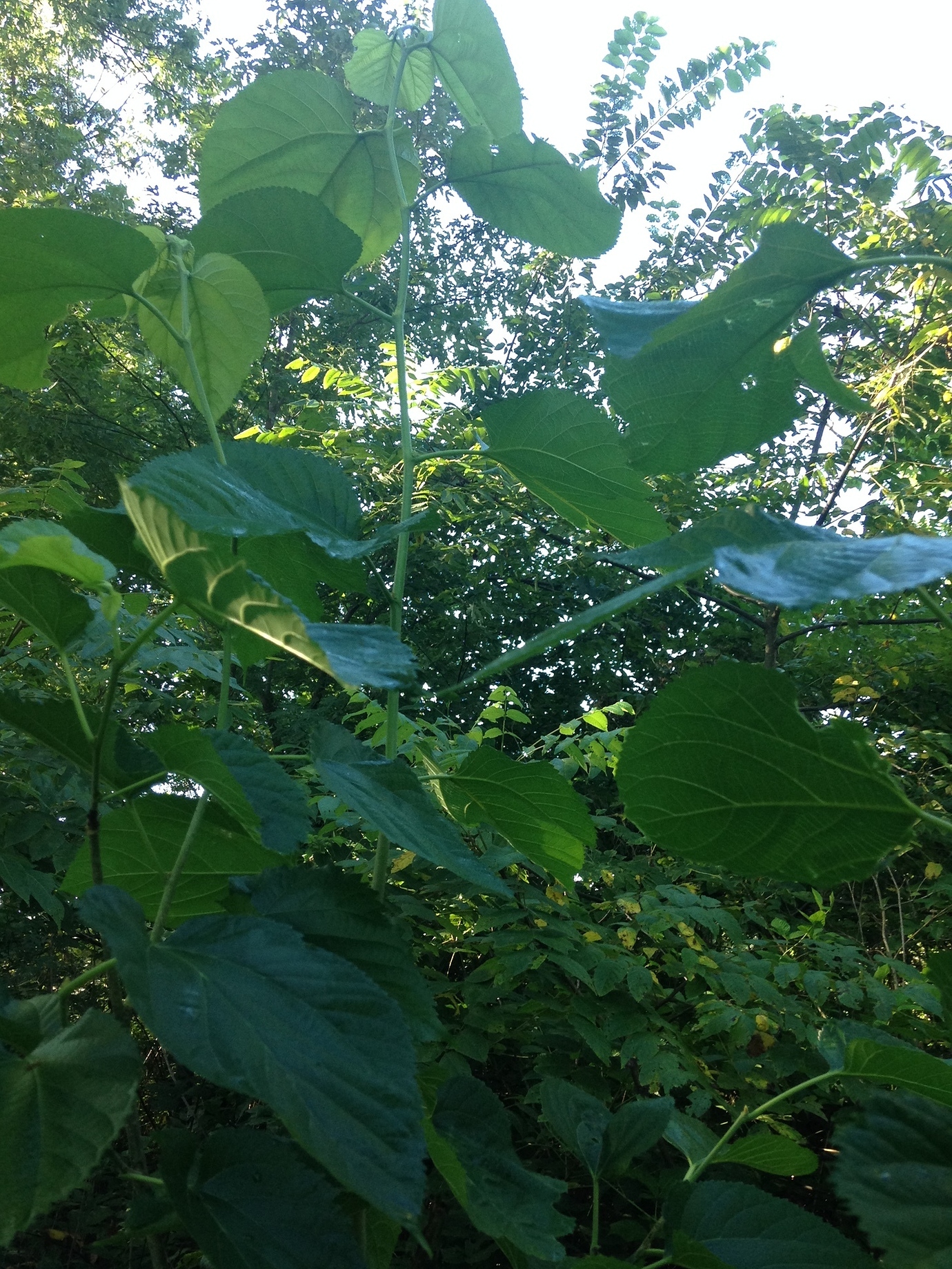 Pollarding a mulberry - General Fruit Growing - Growing Fruit