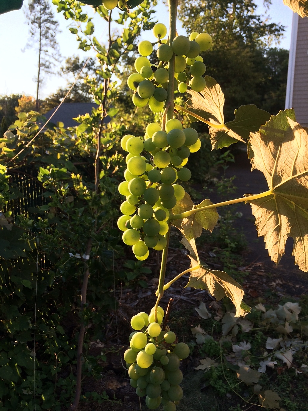 What to do with seeded grapes - Fruit in the Kitchen - Growing Fruit
