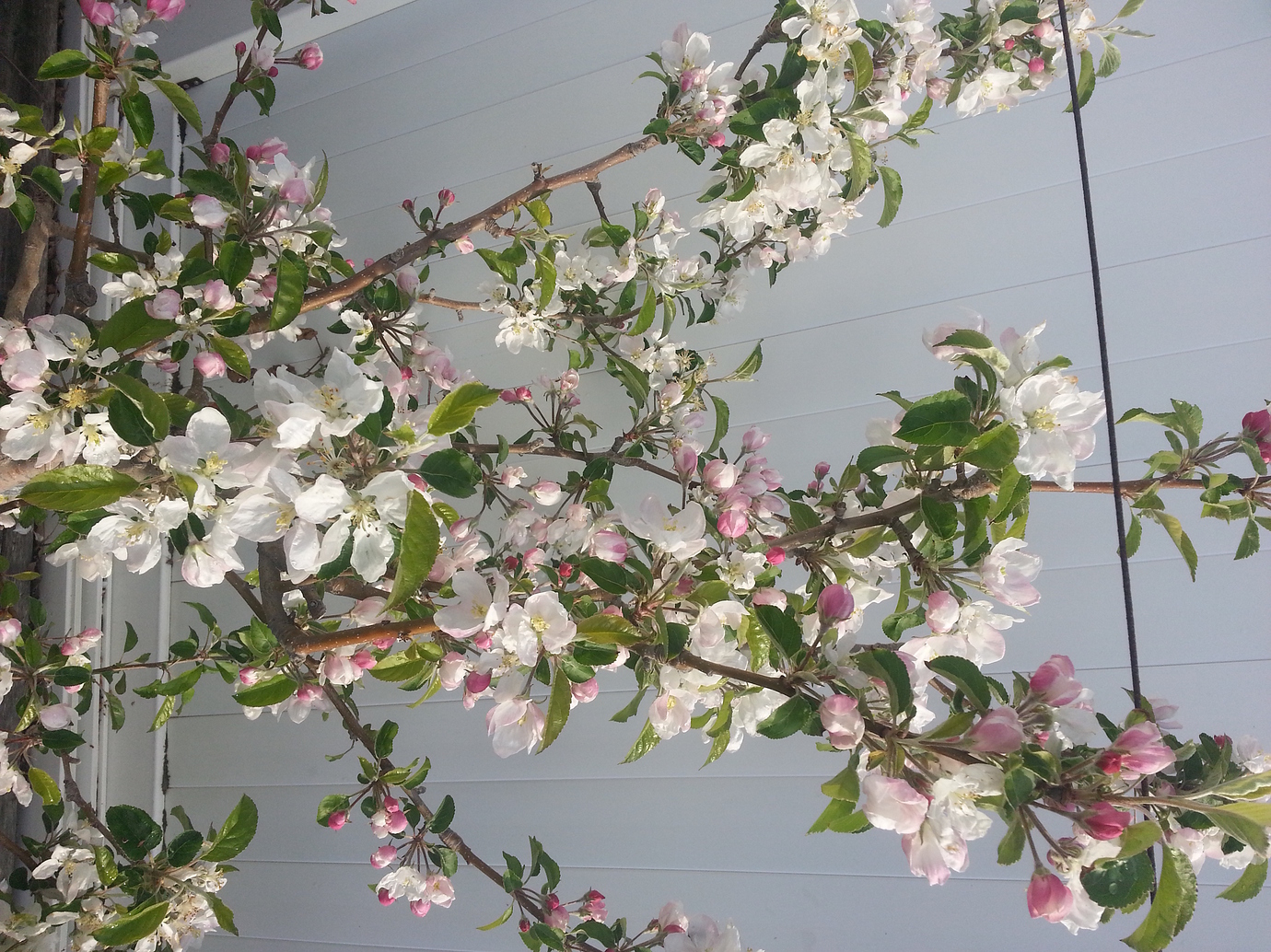 Pink Lady -2 Trees 20 feet apart Night and Day - General Fruit Growing ...