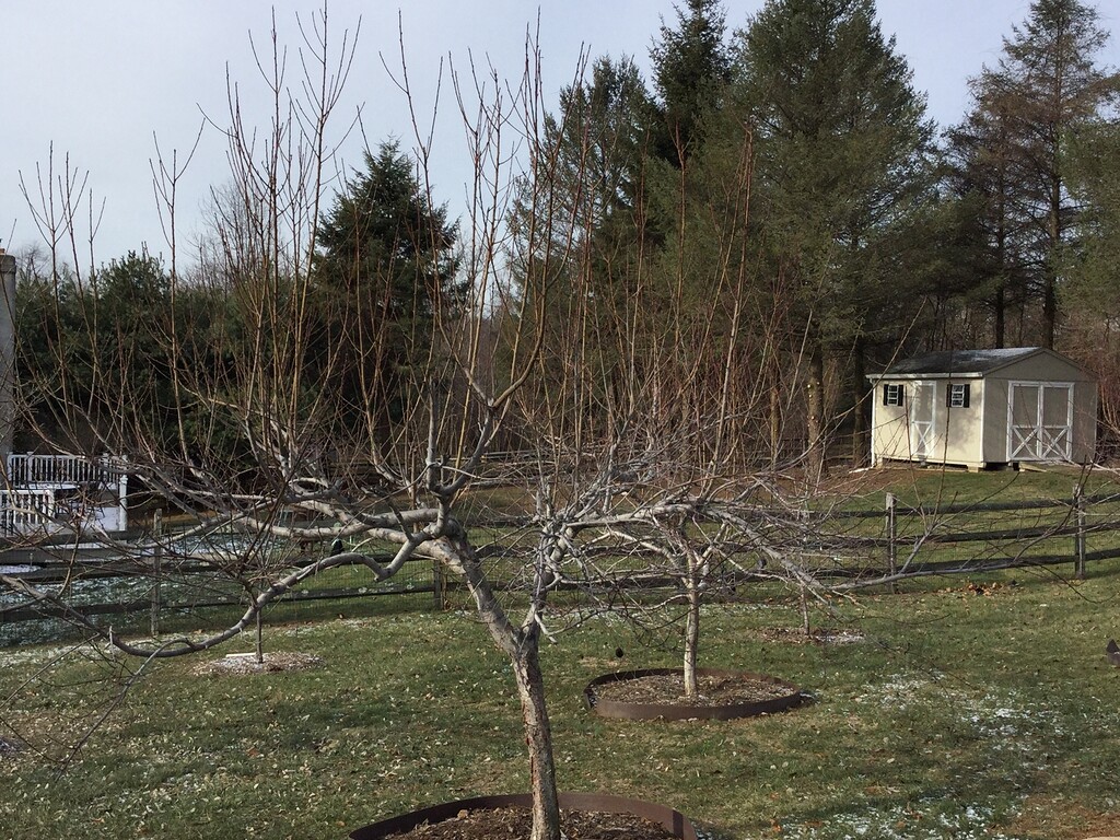 What am I suppose to do with all these upright branches? - General ...