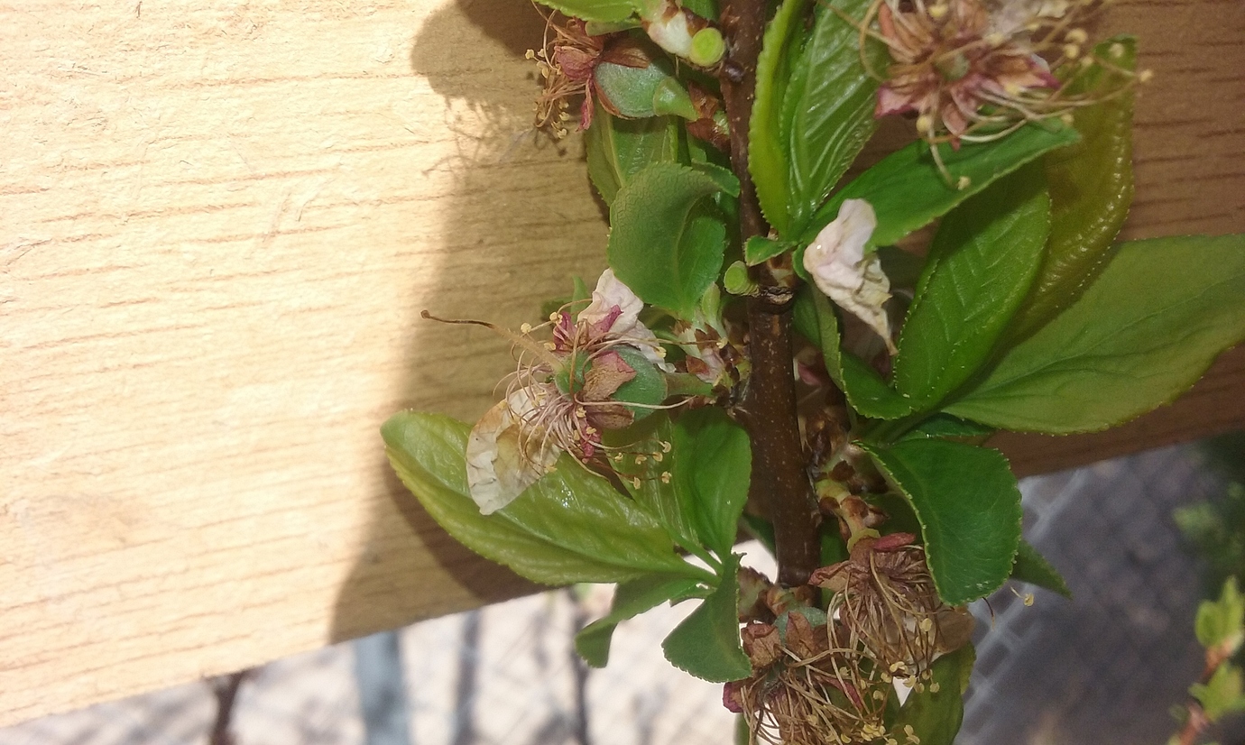 Bella Gold Peacotum - General Fruit Growing - Growing Fruit