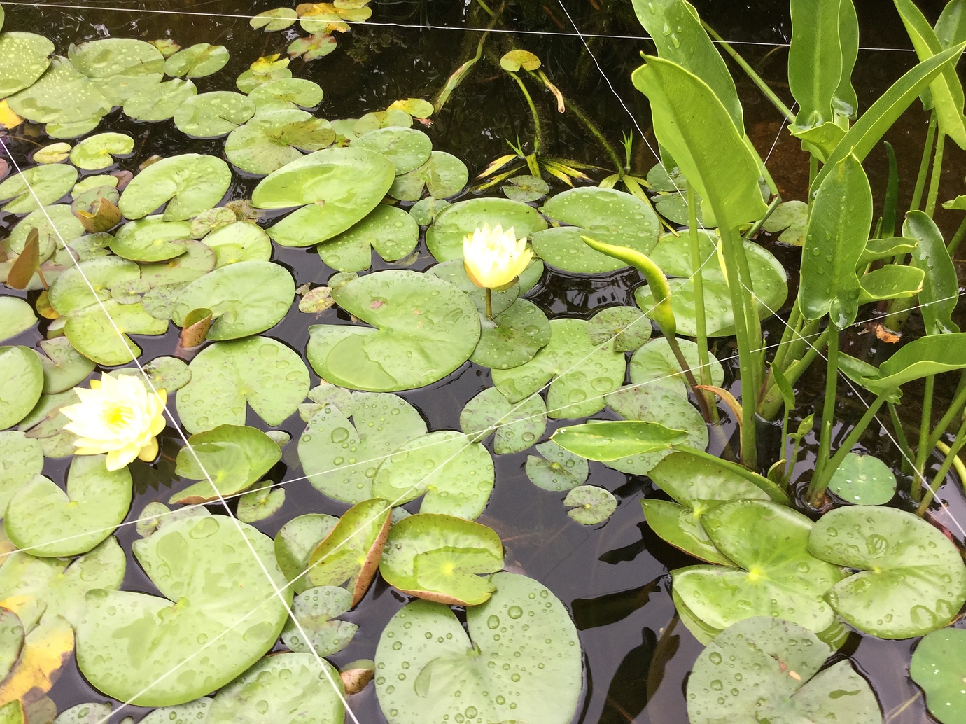 Water lilly - Page 2 - Pictures! - Growing Fruit