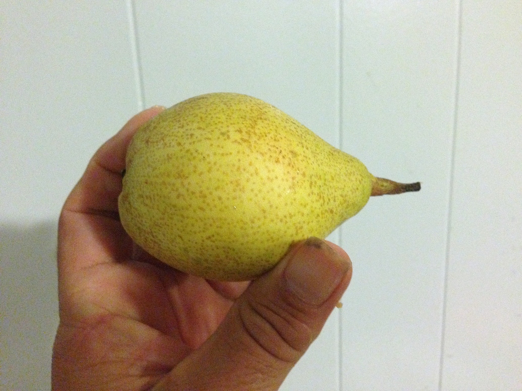 Southern Pears - General Fruit Growing - Growing Fruit