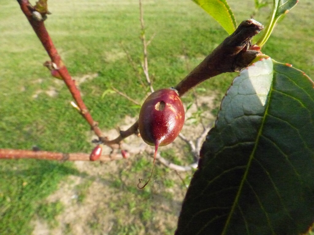 Fruit Blemish - General Fruit Growing - Growing Fruit