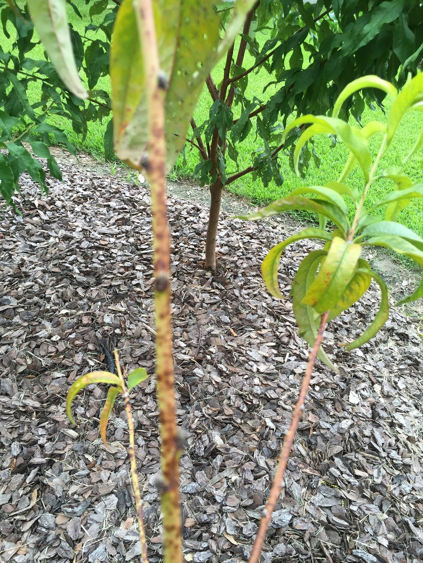 Double Jewel peach problems - General Fruit Growing - Growing Fruit