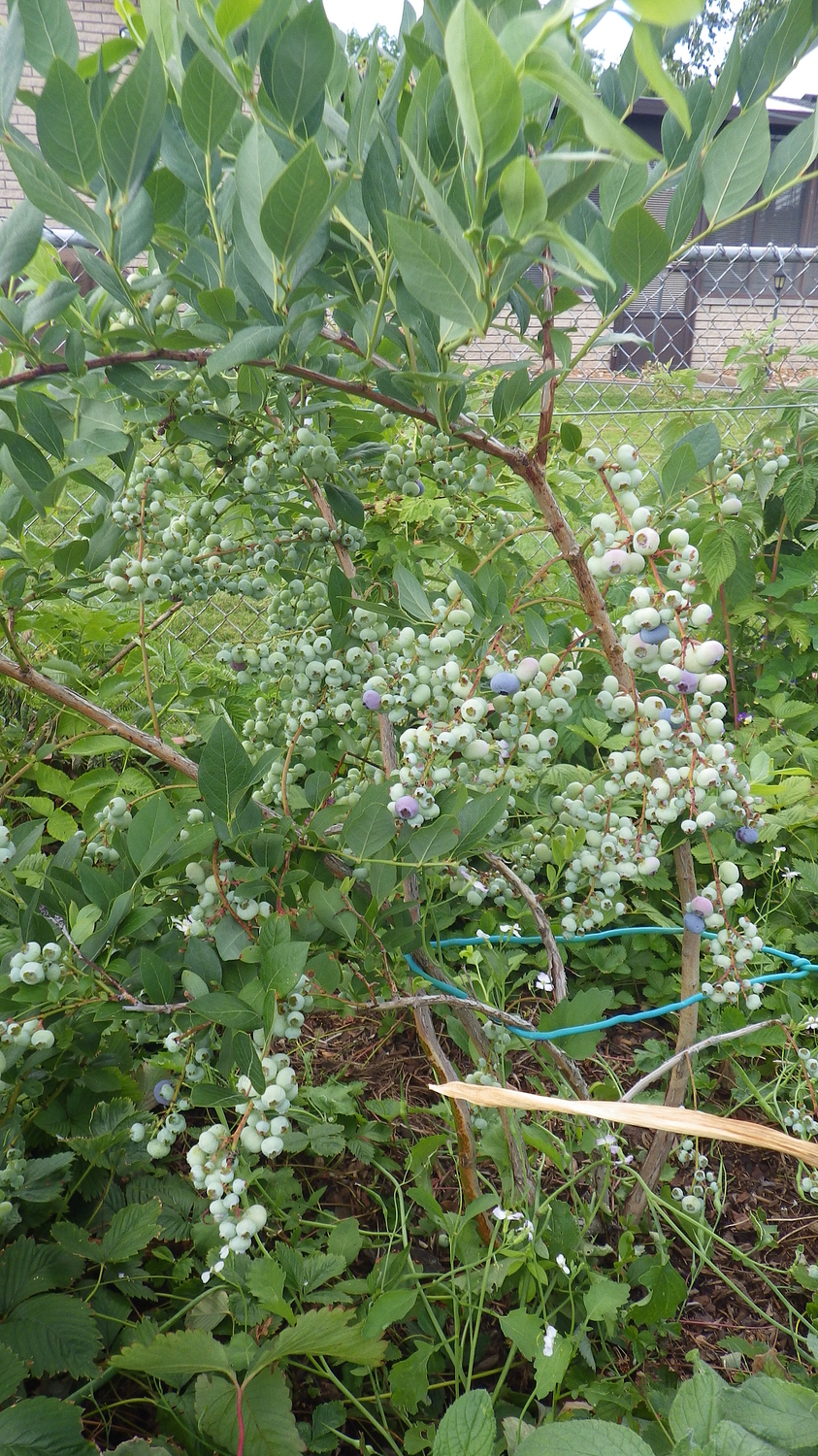 Huckleberries AKA May Berries, AKA Elliot's Blueberry AKA Vaccinium ...