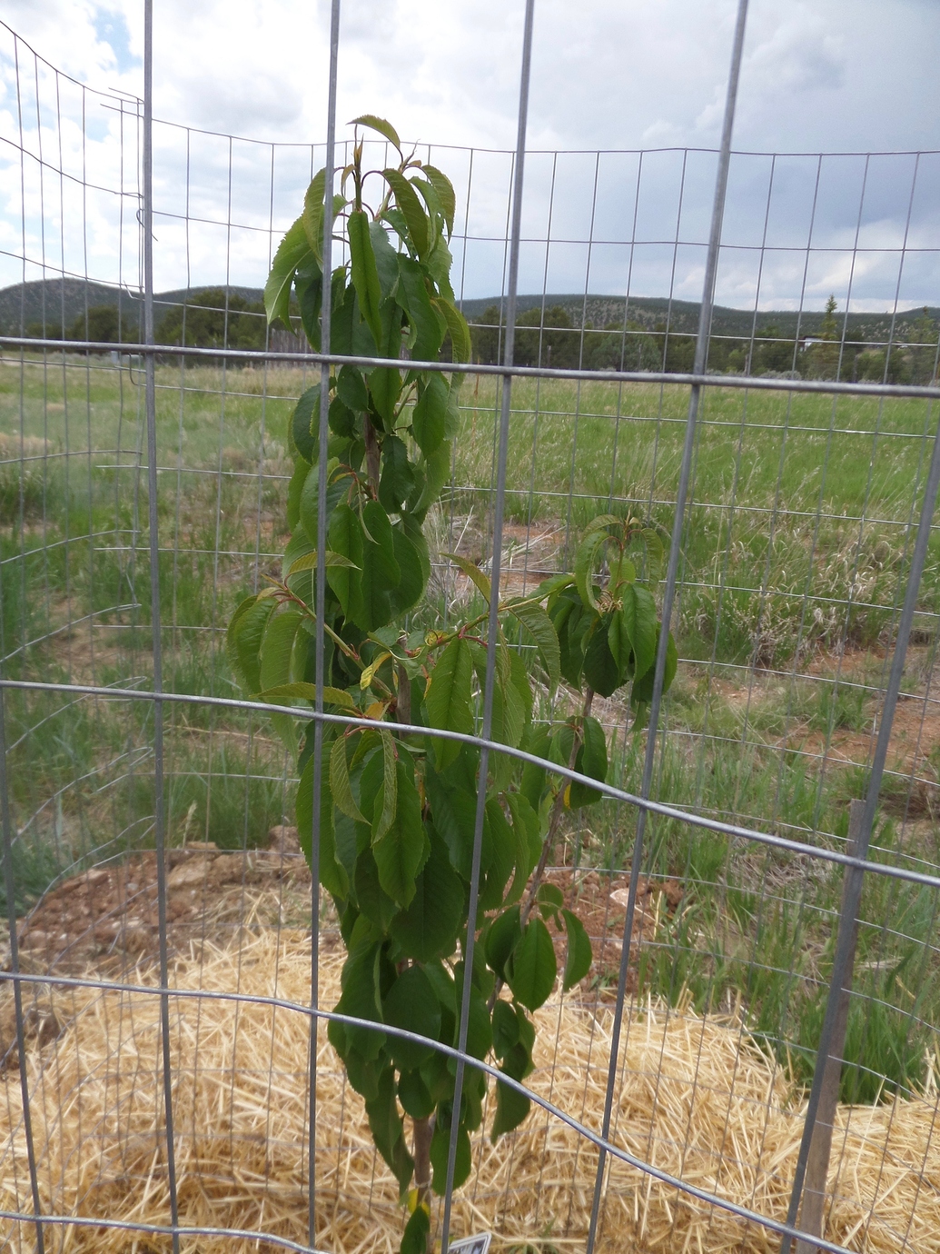 My newly planted Van Cherry is drooping after a week in the ground ...