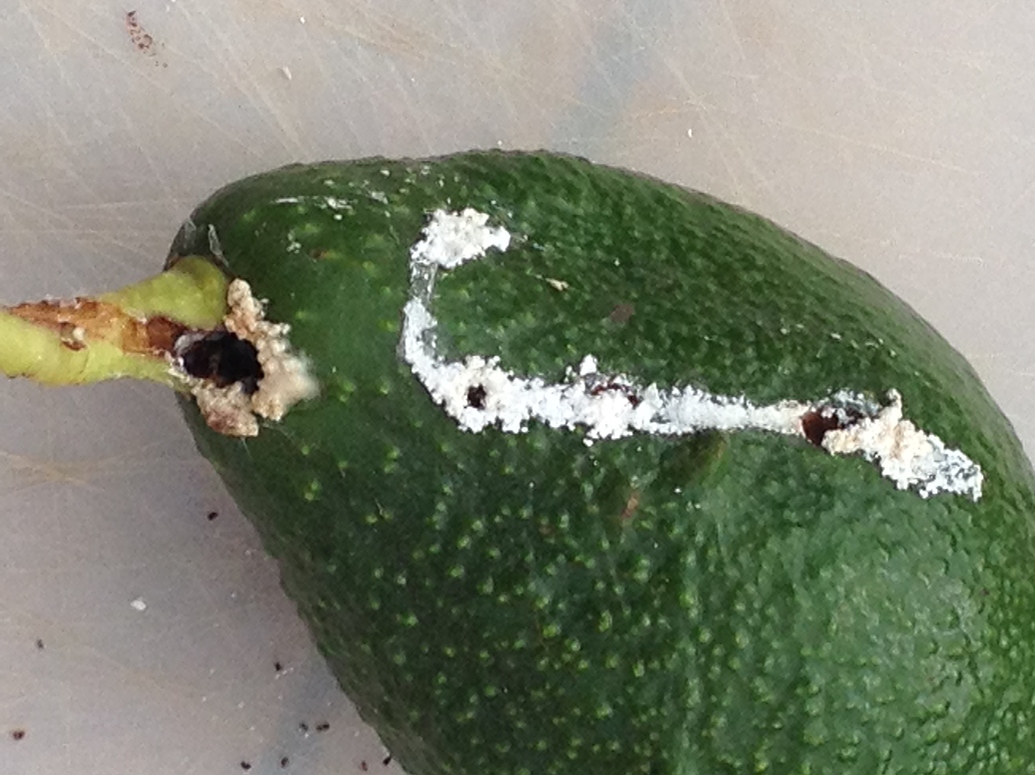 Avocado pest--small black hole and chalky white exudate? - General ...