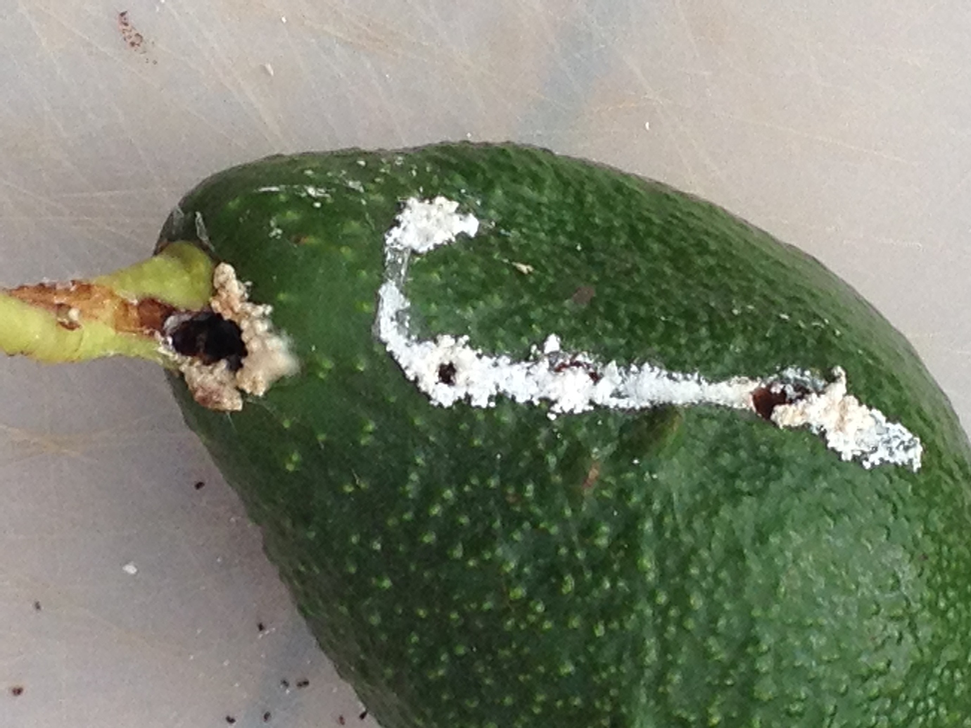 Avocado pest--small black hole and chalky white exudate? - General ...