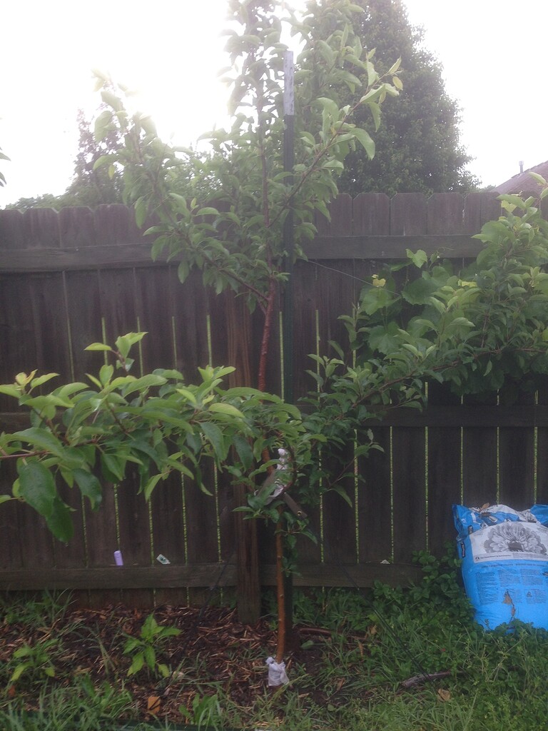 G. 30 Snapping - General Fruit Growing - Growing Fruit