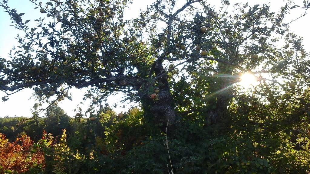 Roxbury Russet apple - General Fruit Growing - Growing Fruit