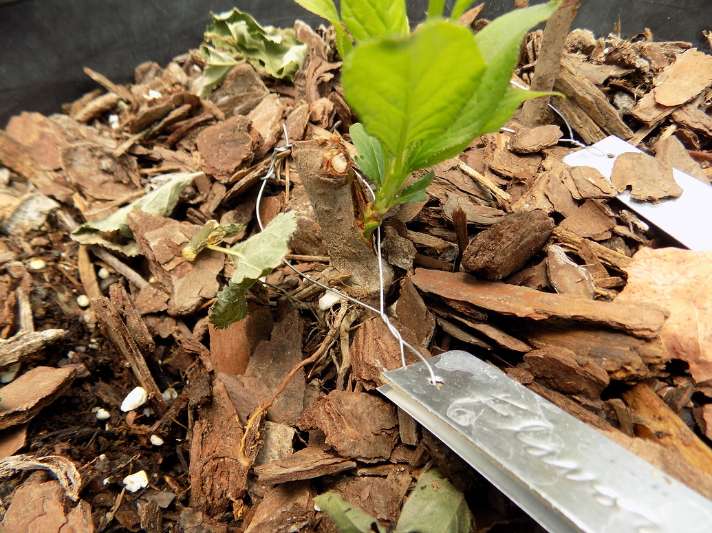 T-budding tutorial - Guides - Growing Fruit