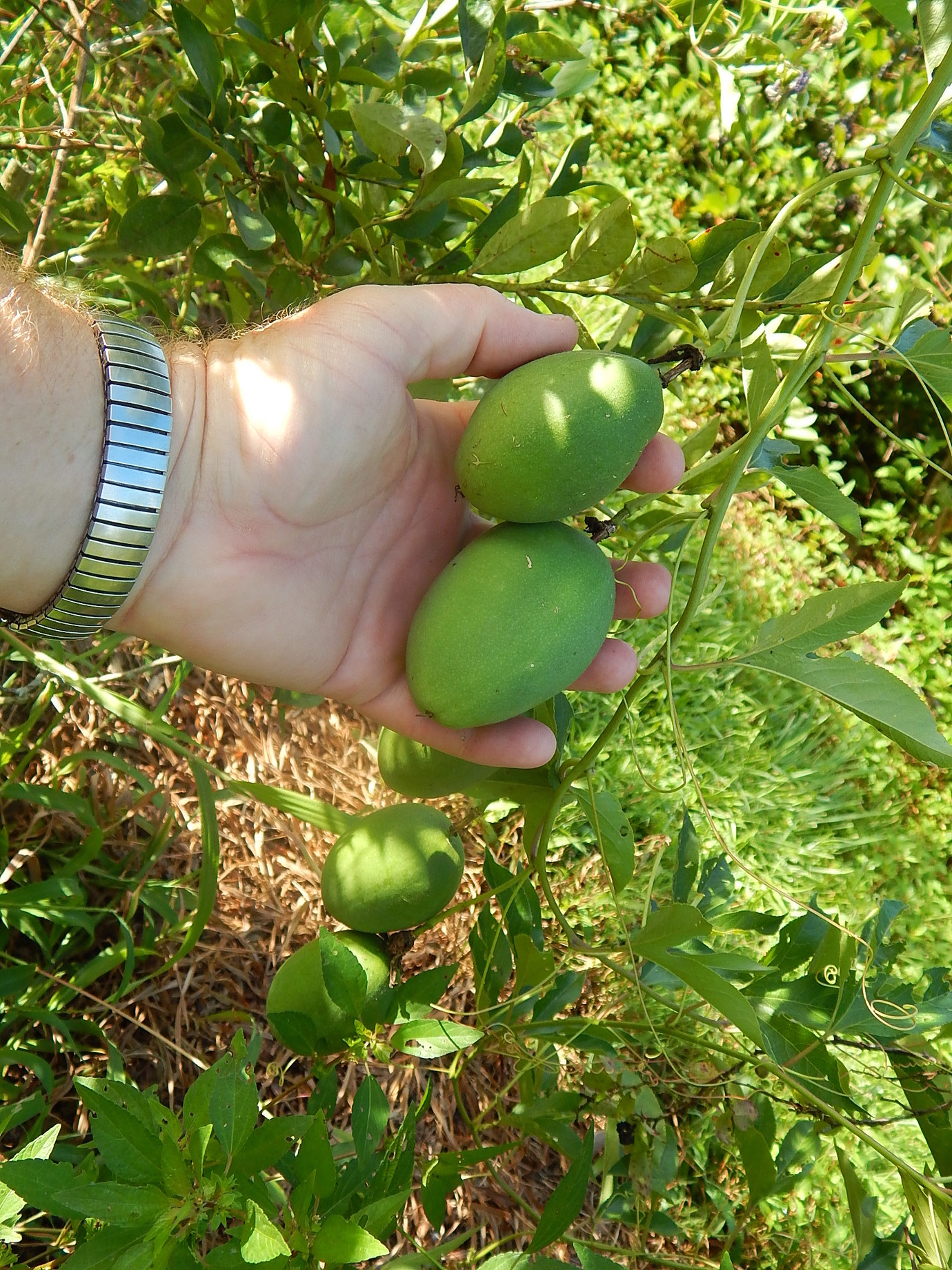 Seeking Maypop advice - Page 2 - General Fruit Growing - Growing Fruit