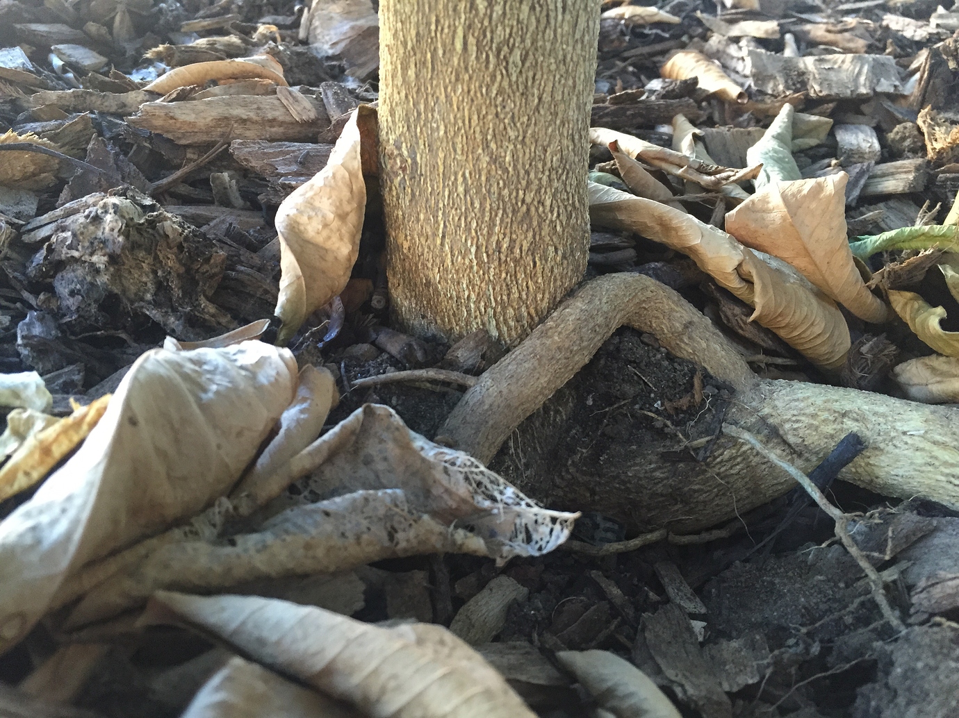 Citrus - Overlapping Root - General Fruit Growing - Growing Fruit