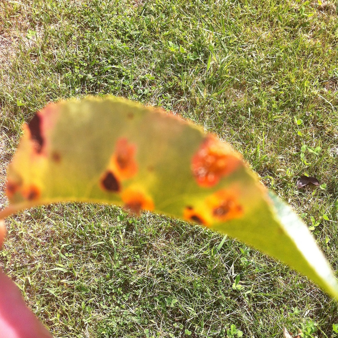 Pear Rust - General Fruit Growing - Growing Fruit