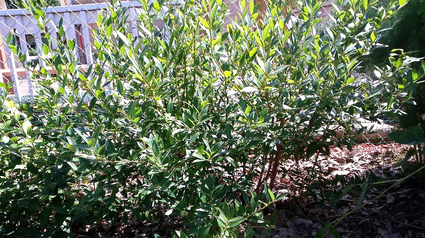 Growing media for raised bed blueberries? - General Fruit Growing ...