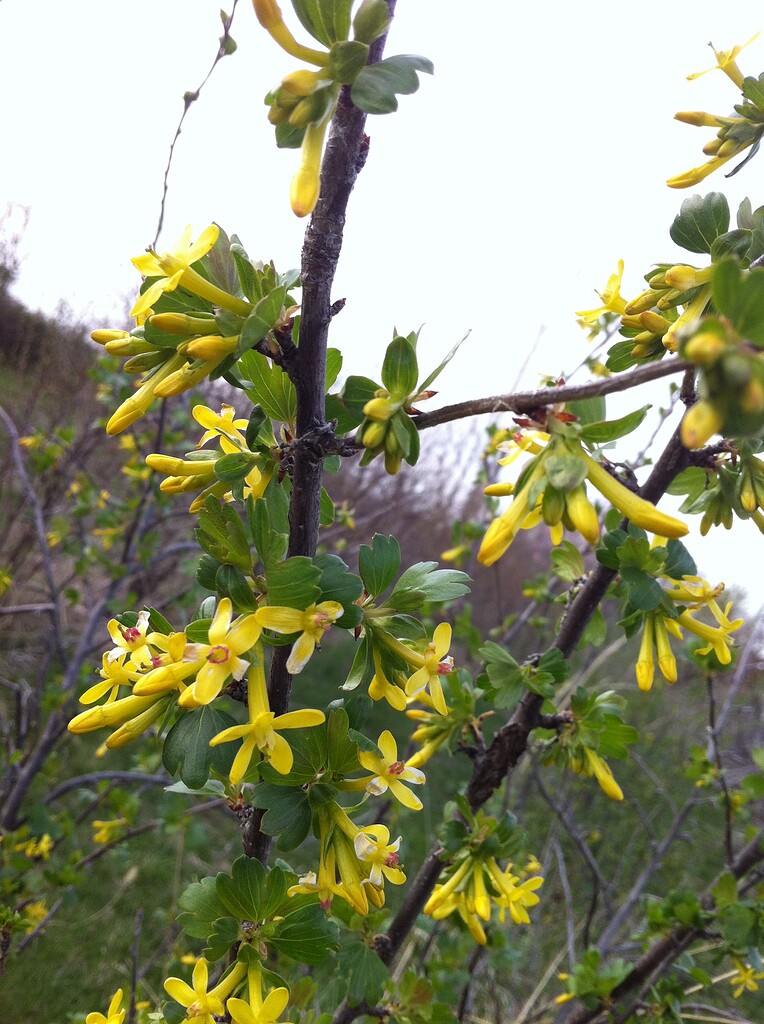 Clove currants - great smelling blooms & delicious fruit! - General ...
