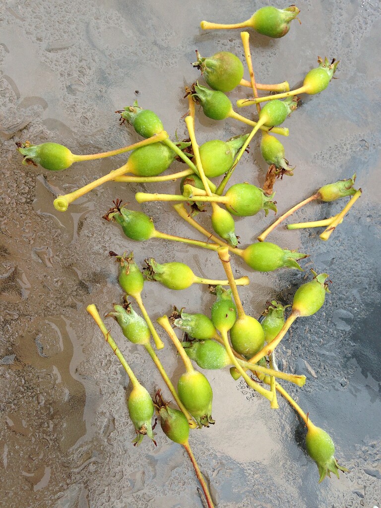 Pixie Crunch apple drop in Illinois - is this natural, due to spray or ...