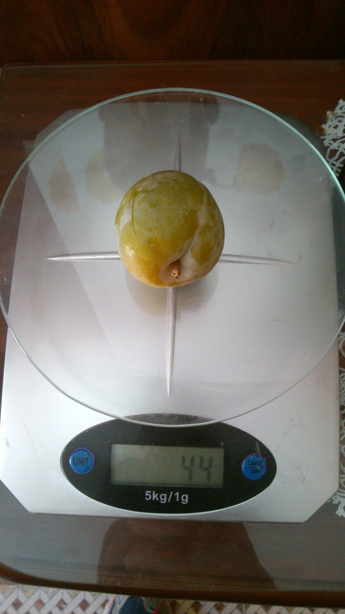 Primetime plum - Pictures! - Growing Fruit