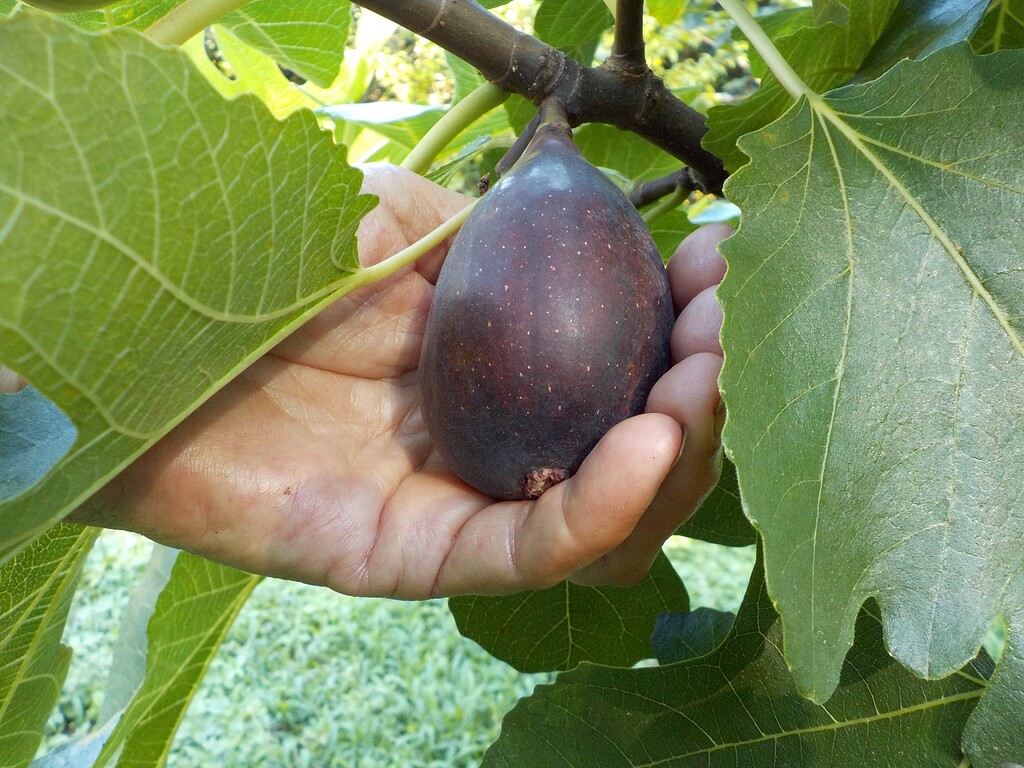 Black Mission Breba - Pictures! - Growing Fruit