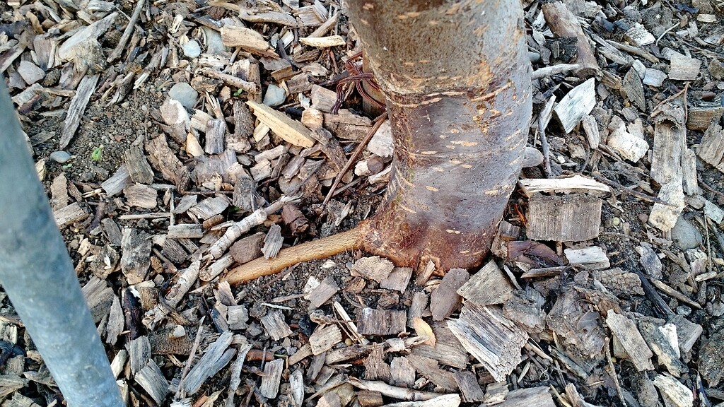 Plum - roots growing above soil level - General Fruit Growing - Growing ...