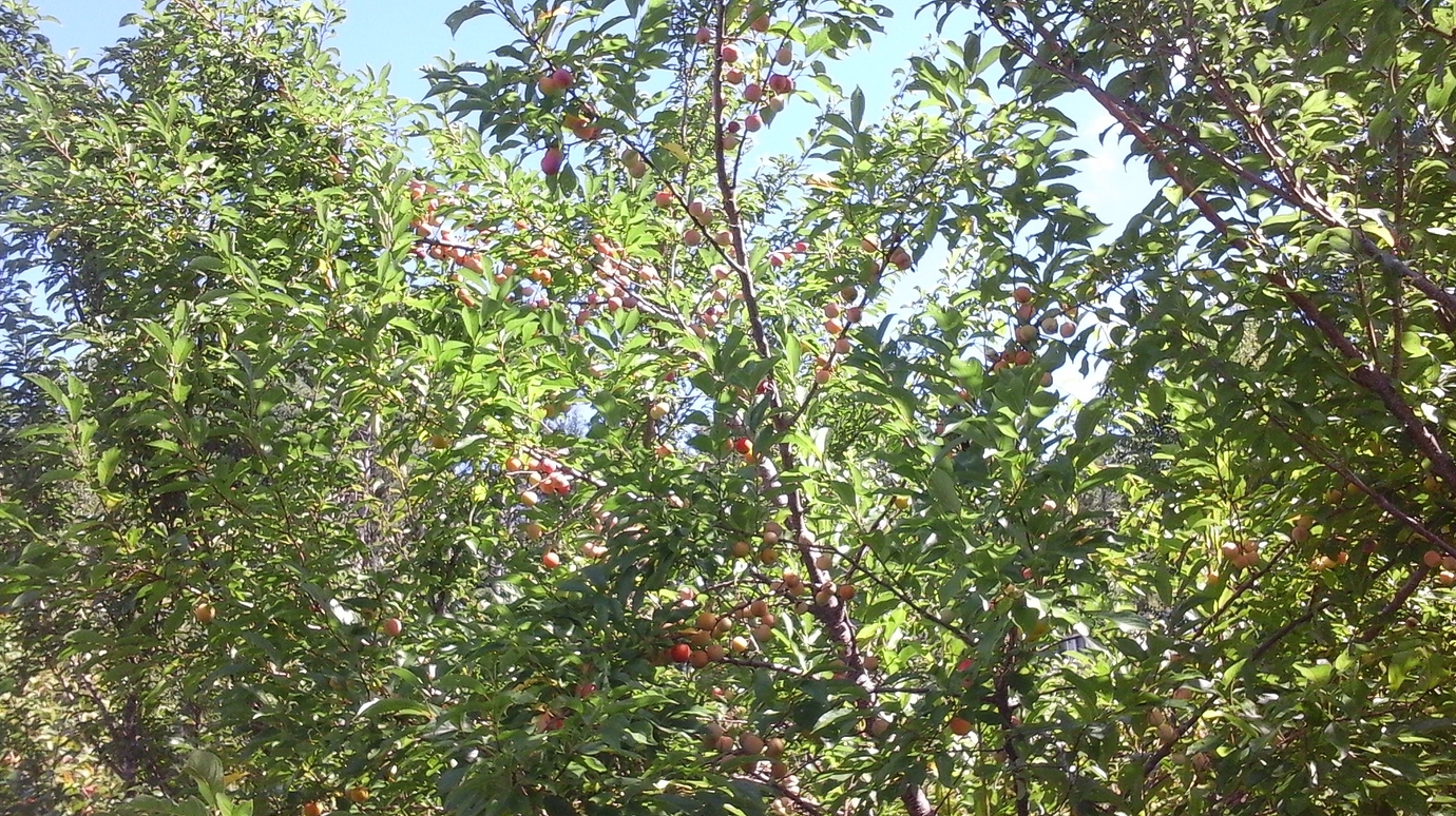 Toka-bubblegum plum - General Fruit Growing - Growing Fruit