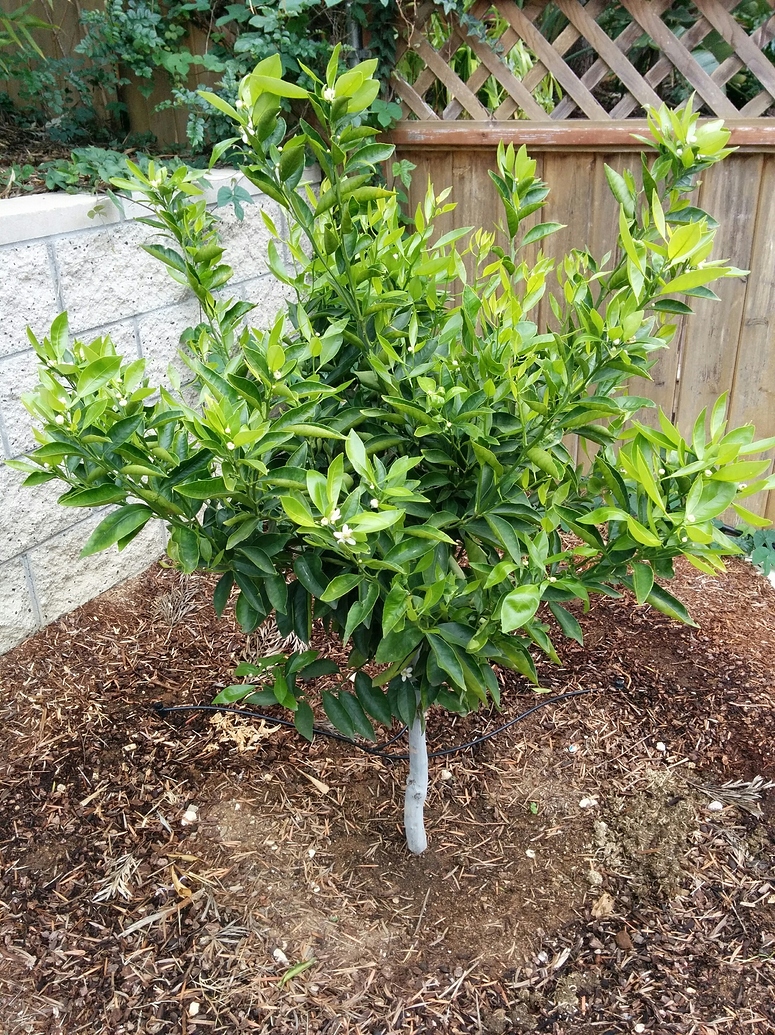 15 Gallon Gold Nugget Mandarin has been planted : ) - Pictures ...
