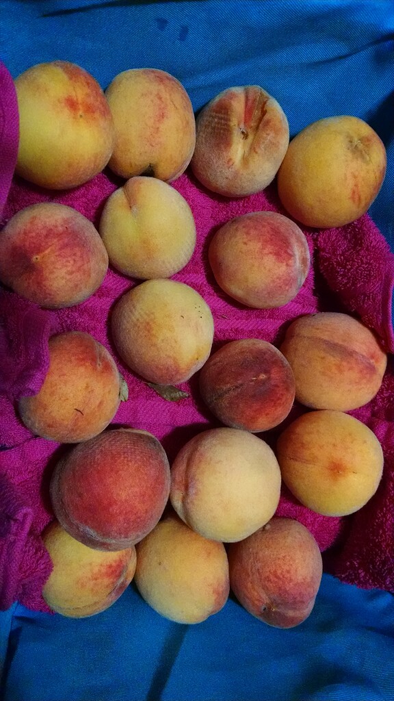 Result of homemade screen fruit protector - General Fruit Growing ...
