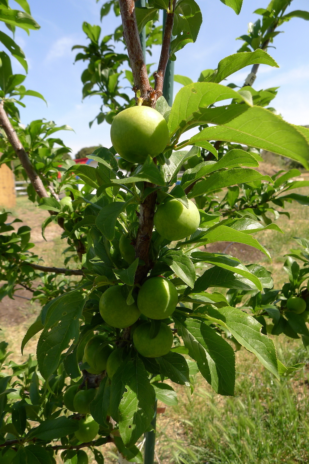 Plum/Pluot Identification - General Fruit Growing - Growing Fruit