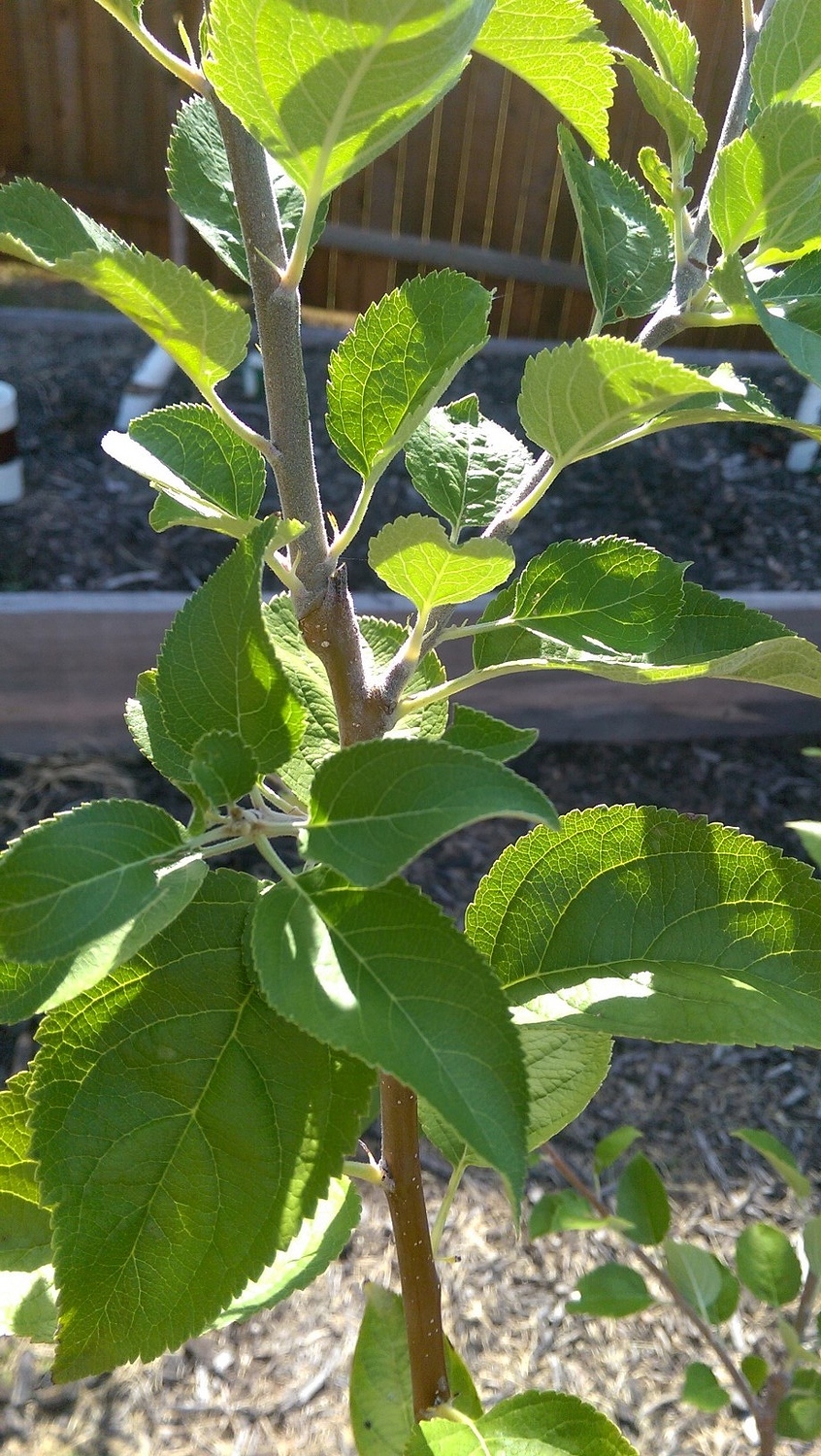 What does fruiting wood look like on various fruits? - General Fruit ...