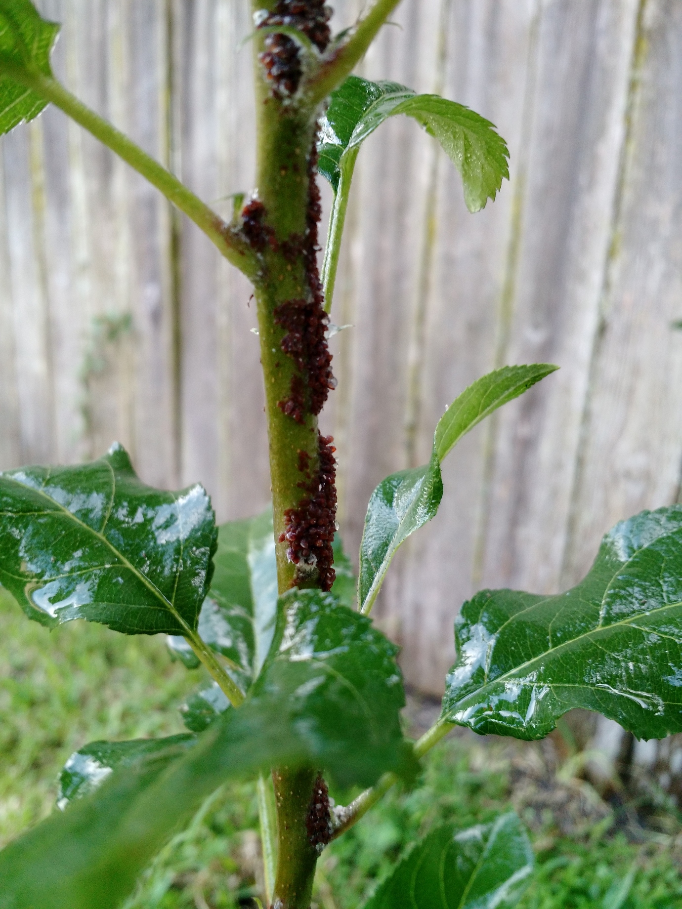 White fuzz growing on Dorsett apple tree - General Fruit Growing ...