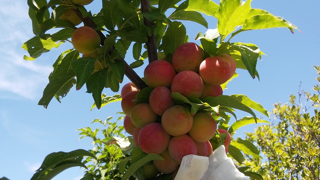 2016 Sweet Treat Pluerry bloom - General Fruit Growing - Growing Fruit
