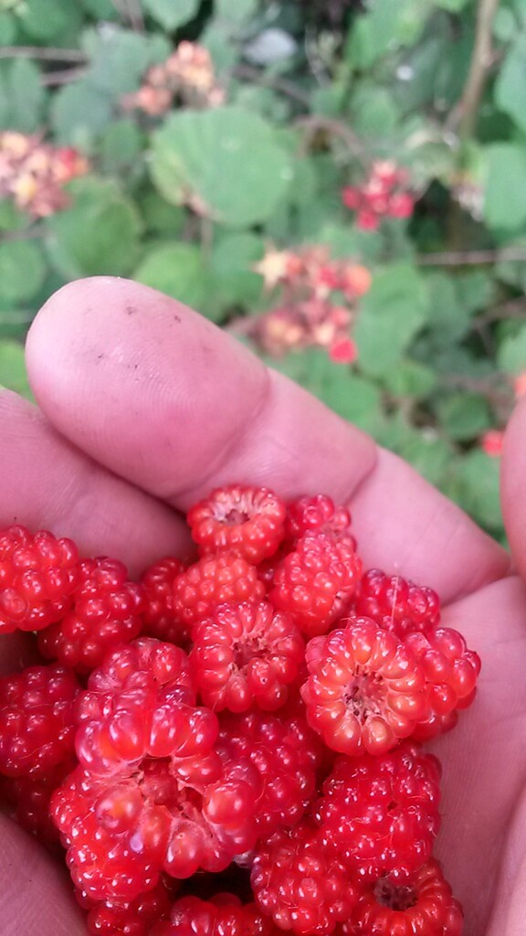Wineberries - General Fruit Growing - Growing Fruit