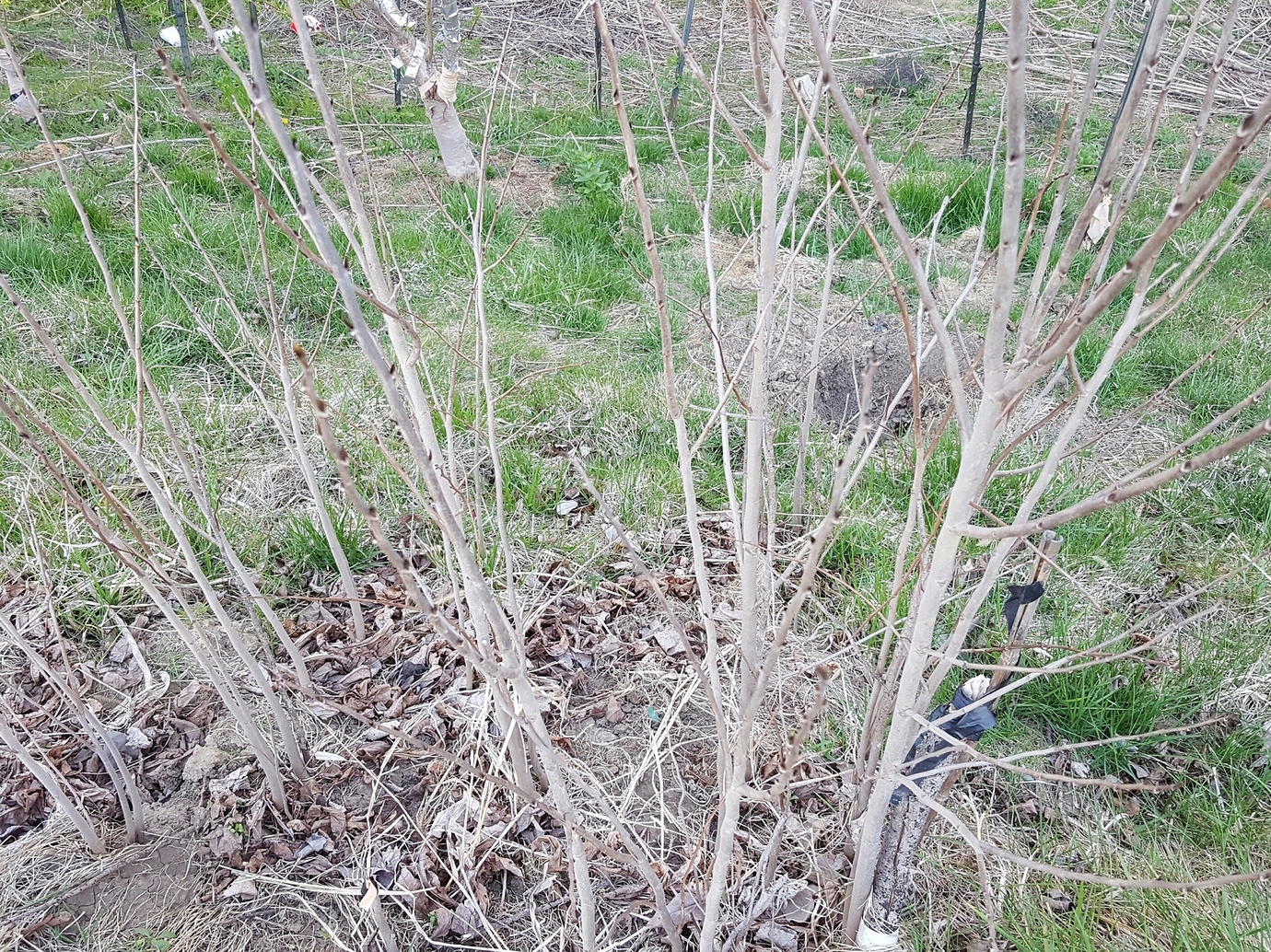 Stooling Colt Cherry rootstocks - General Fruit Growing - Growing Fruit