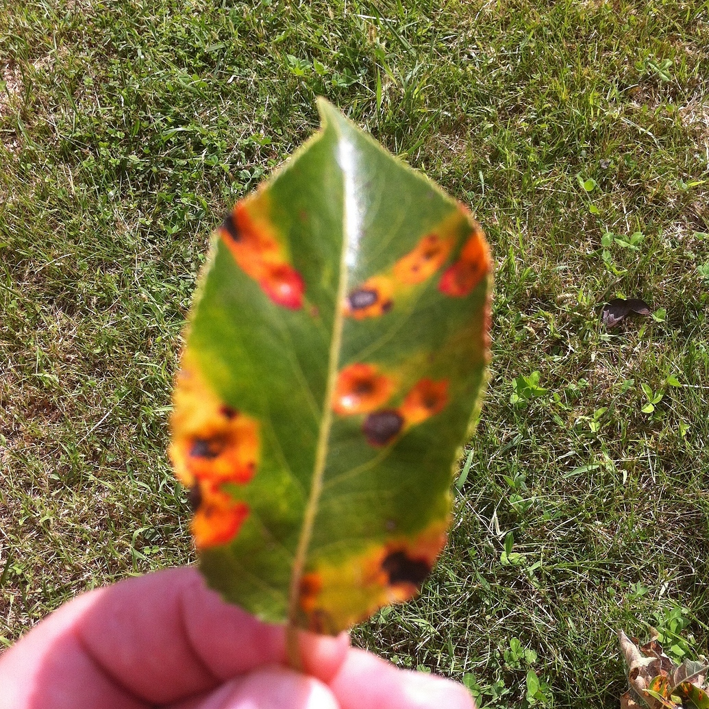 Pear Rust - General Fruit Growing - Growing Fruit