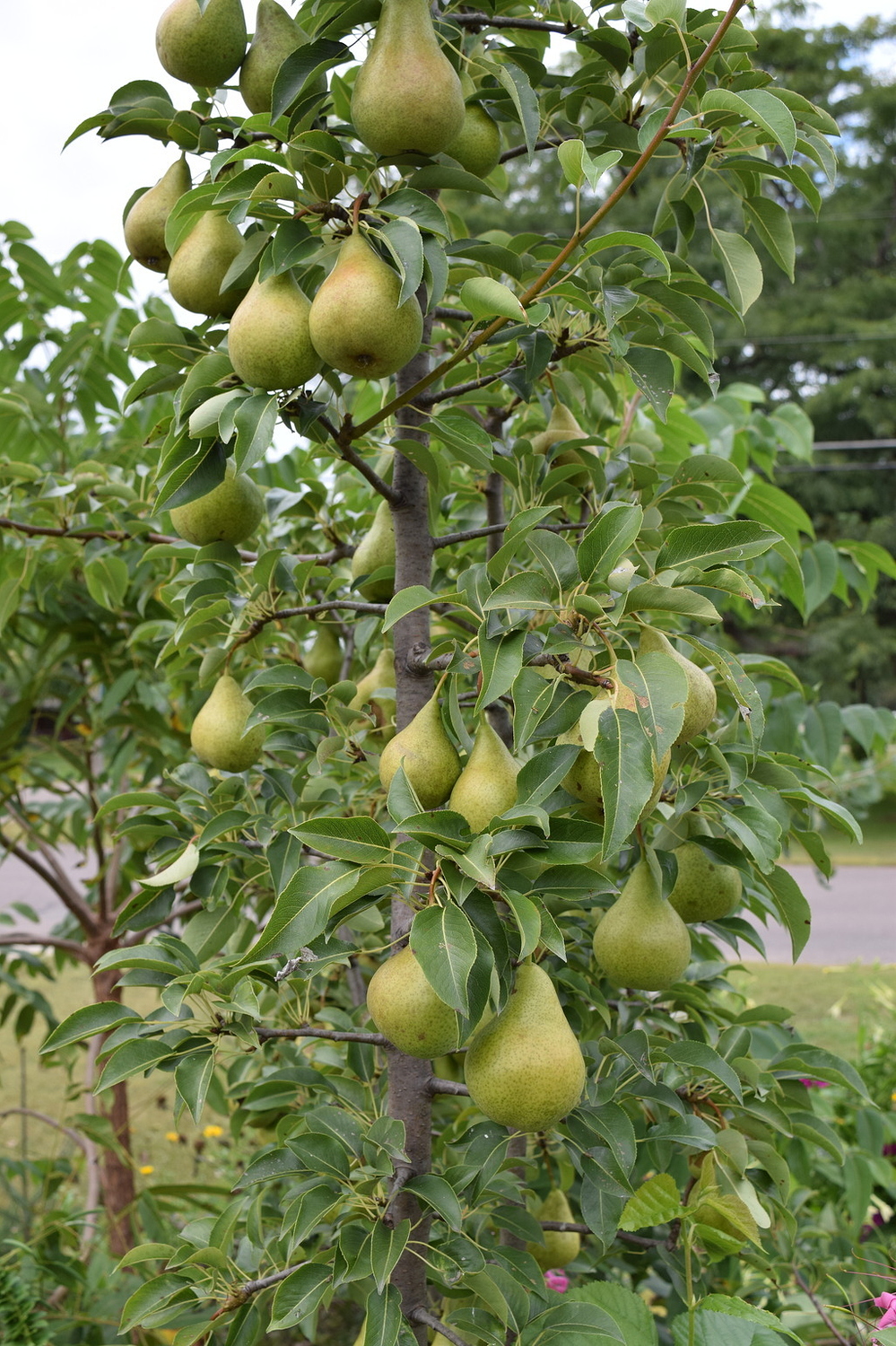 Picking Seckel pears - General Fruit Growing - Growing Fruit