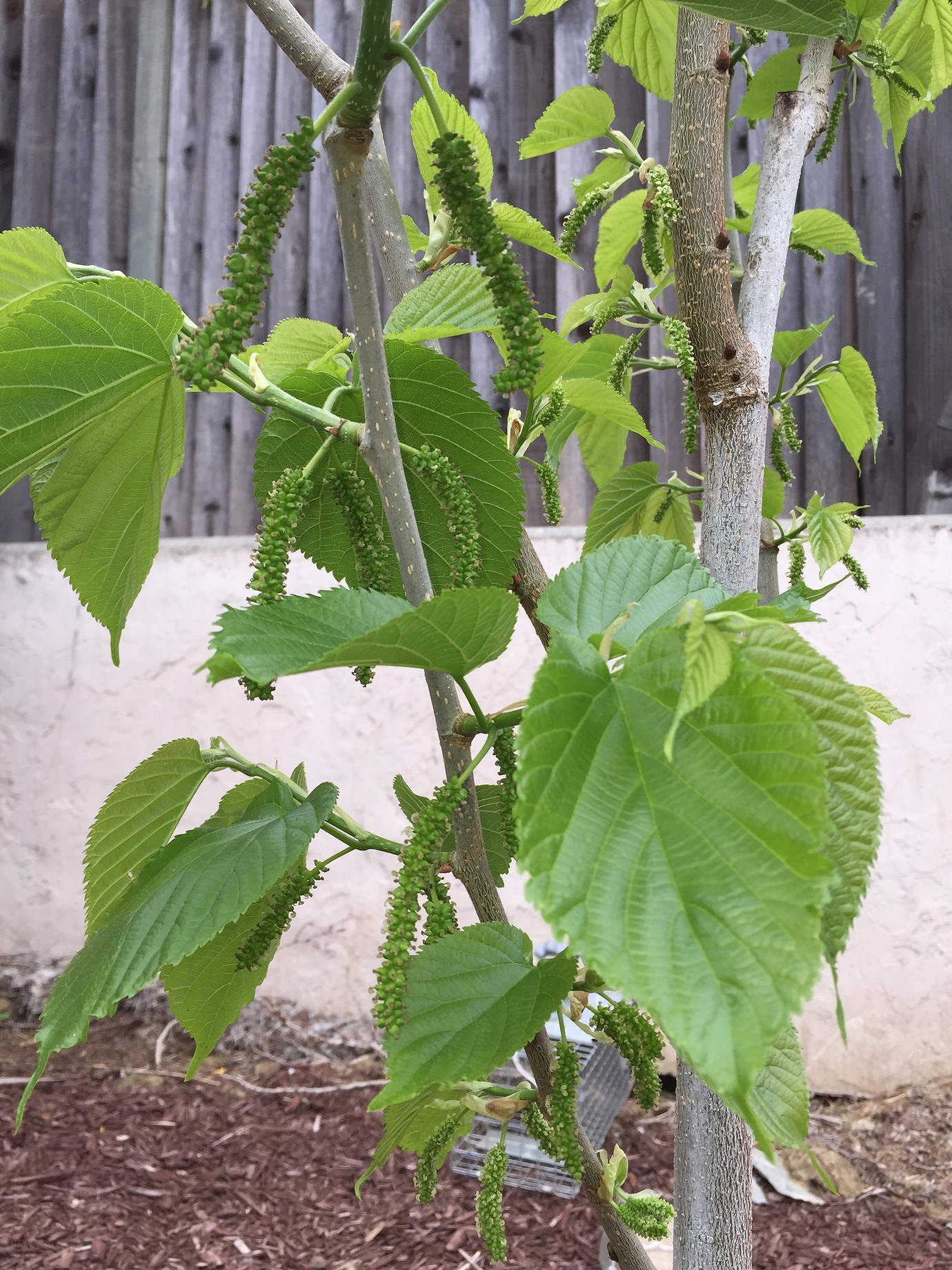 Pakistan Mulberry Source? - General Fruit Growing - Growing Fruit