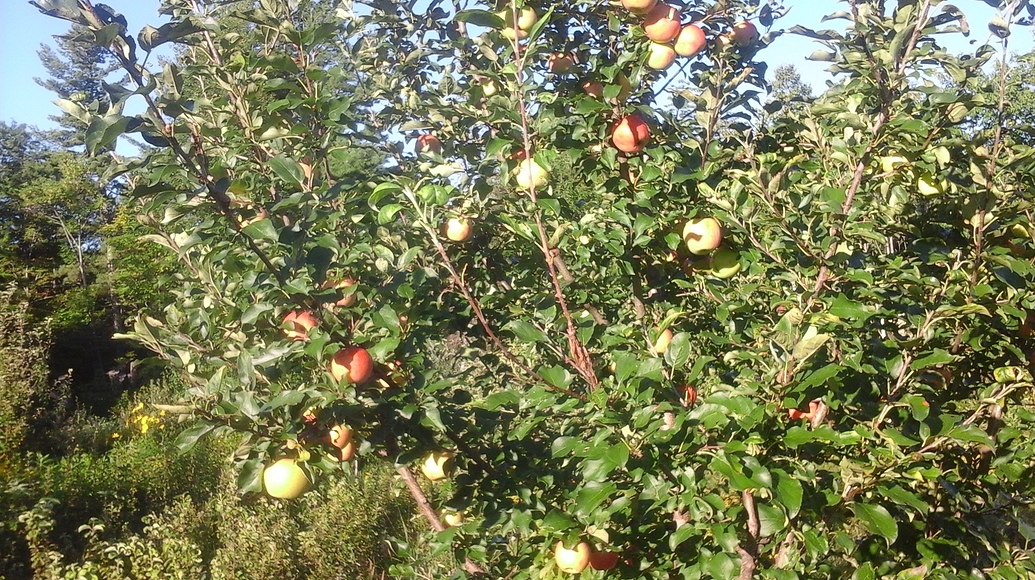 Red Baron apple - General Fruit Growing - Growing Fruit