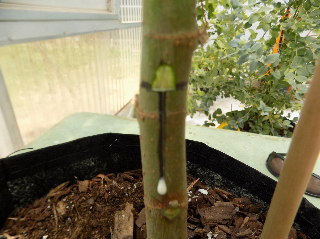 T-budding tutorial - Guides - Growing Fruit