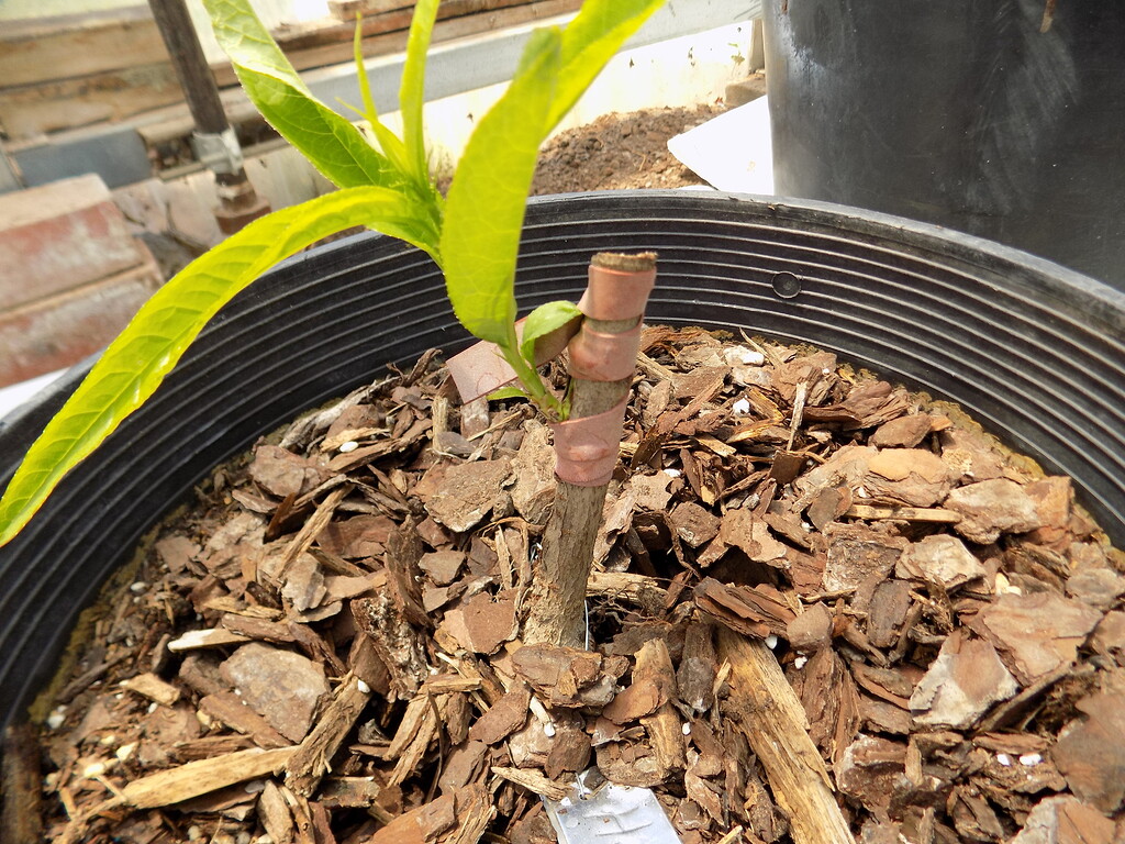 T-budding tutorial - Guides - Growing Fruit