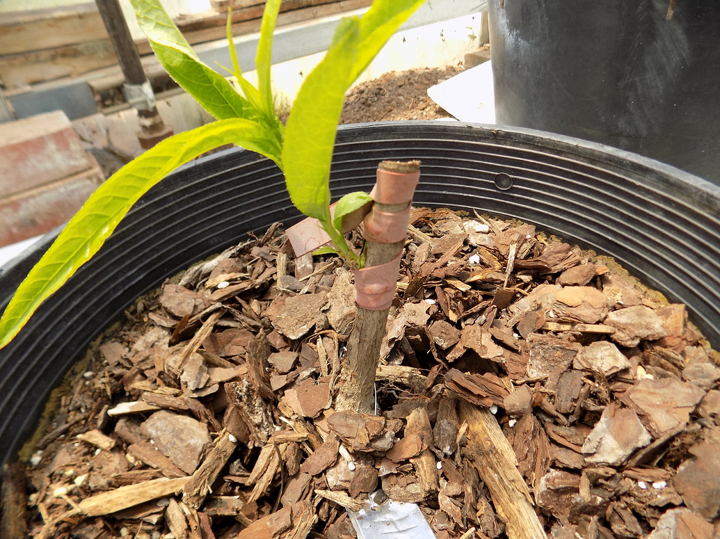 T-budding tutorial - Guides - Growing Fruit