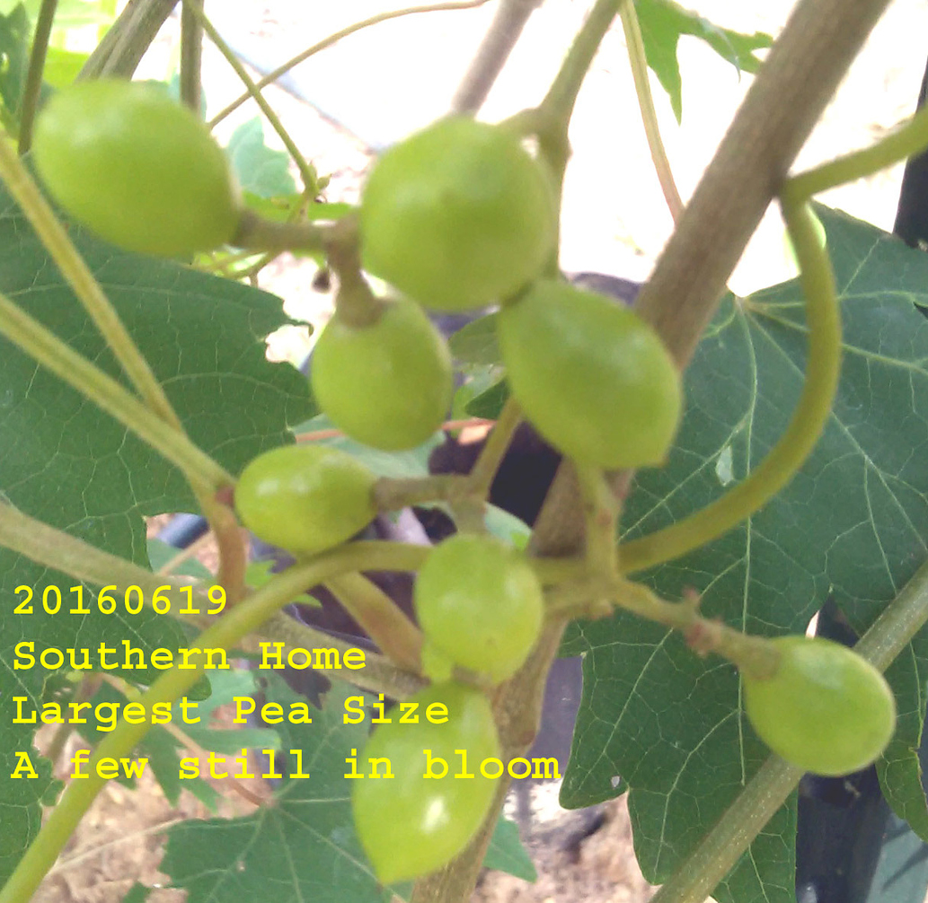 Hybrid Grape Southern Home - General Fruit Growing - Growing Fruit