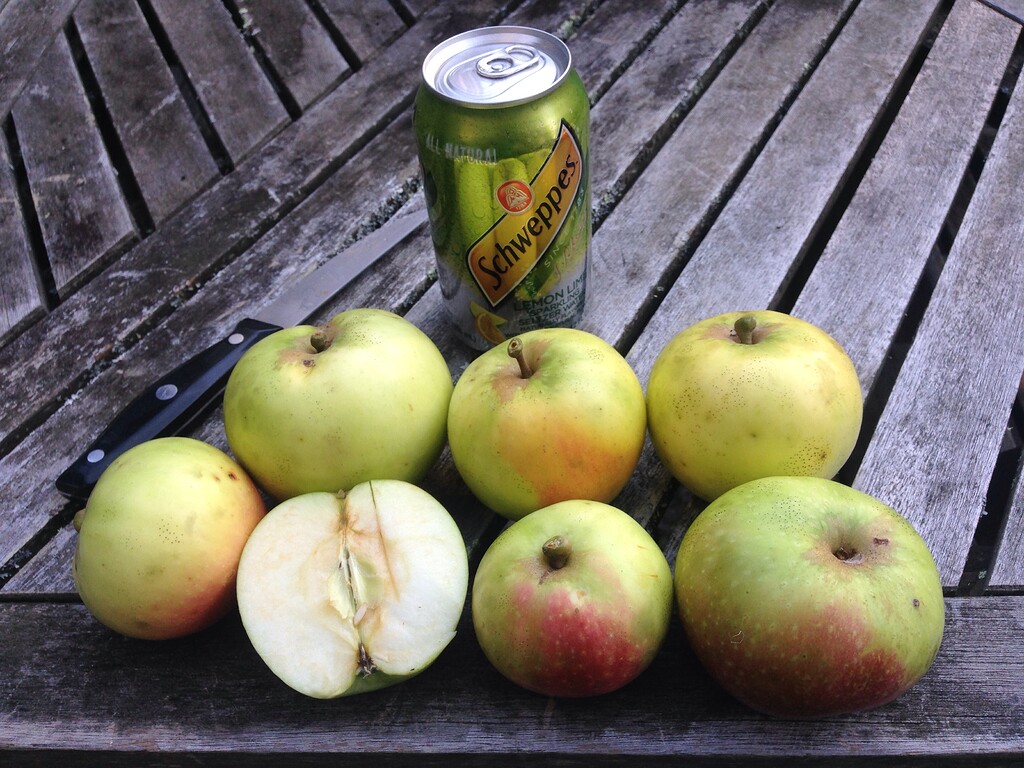 Maine Apple identification help - General Fruit Growing - Growing Fruit