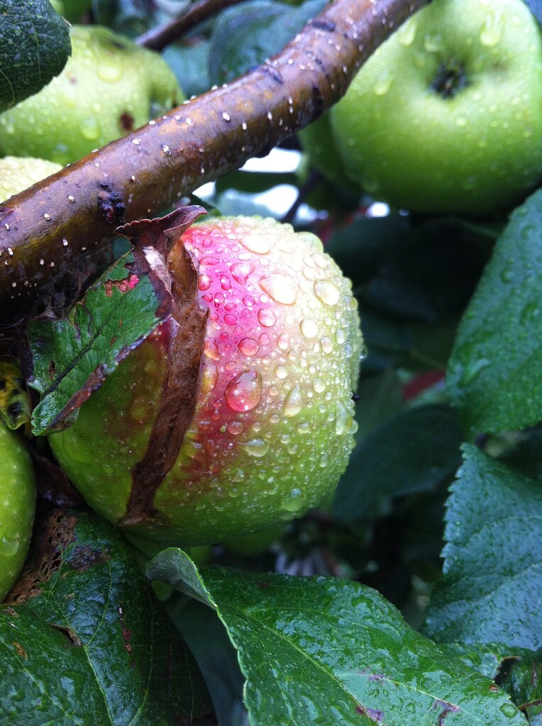 Fruit splits - General Fruit Growing - Growing Fruit