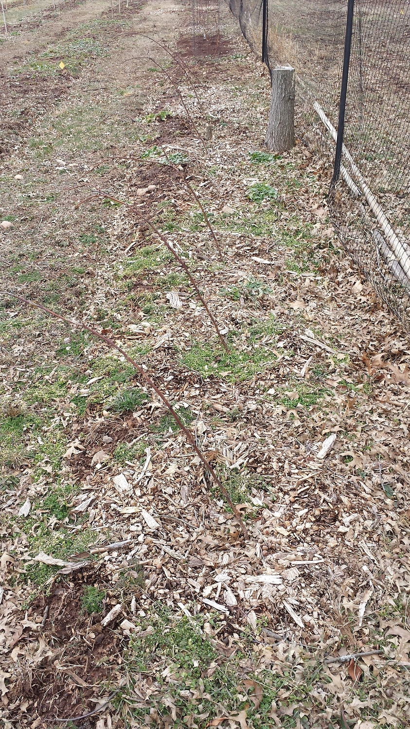 Cost vs Benefits of T Trellis vs. I Trellis for Berries - General Fruit ...