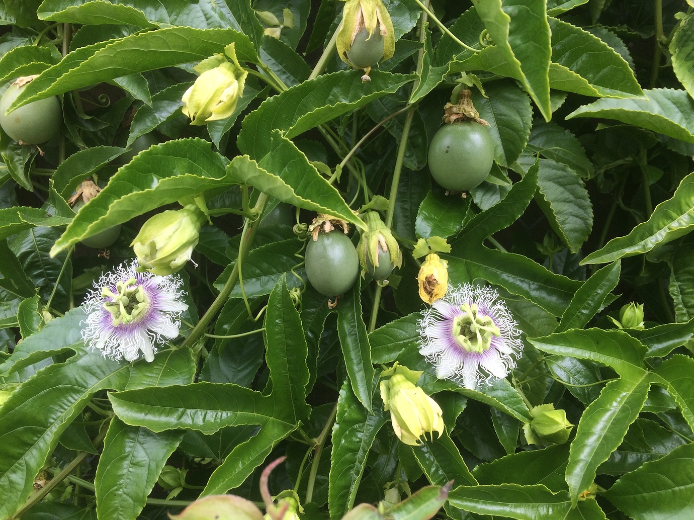 Fruiting Vines to Grow on a Wall - General Fruit Growing - Growing Fruit